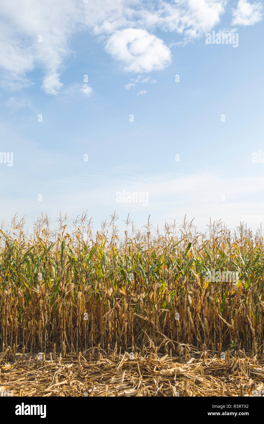 Maisfeld hi-res stock photography and images - Alamy