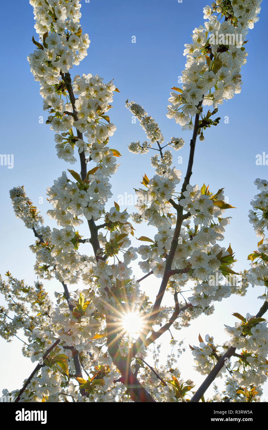 Branch white cherry blossoms hi-res stock photography and images - Alamy