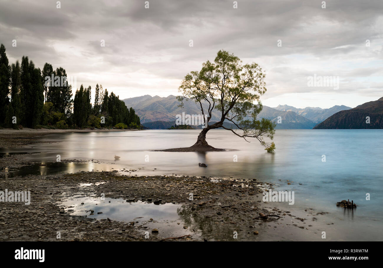 New Zealand, South Island, Otago, Wanaka, The Wanaka Tree Stock Photo ...