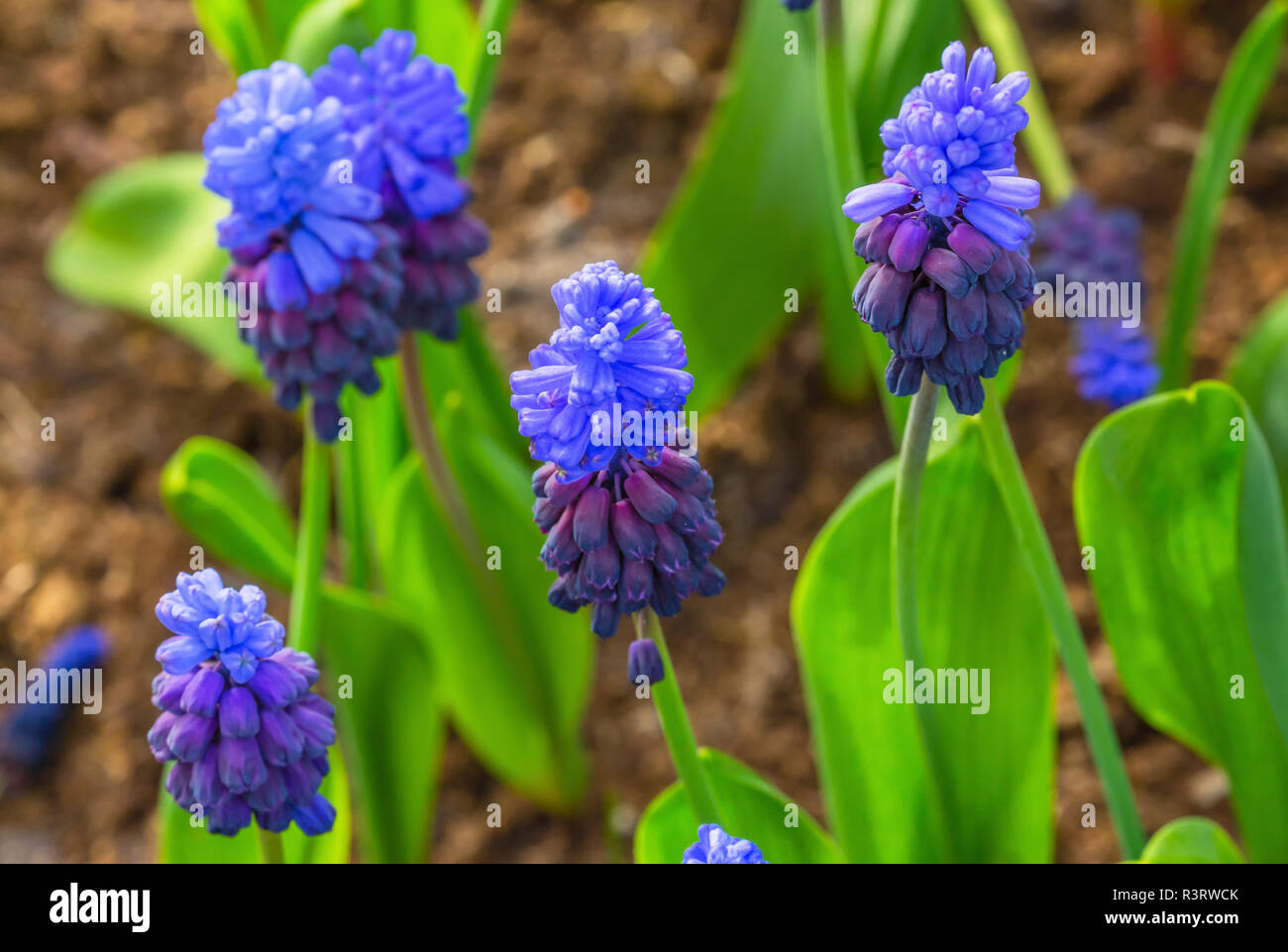 Blue Purple Grape Hyacinths, green leaves, Fields Keukenhof Lisse ...