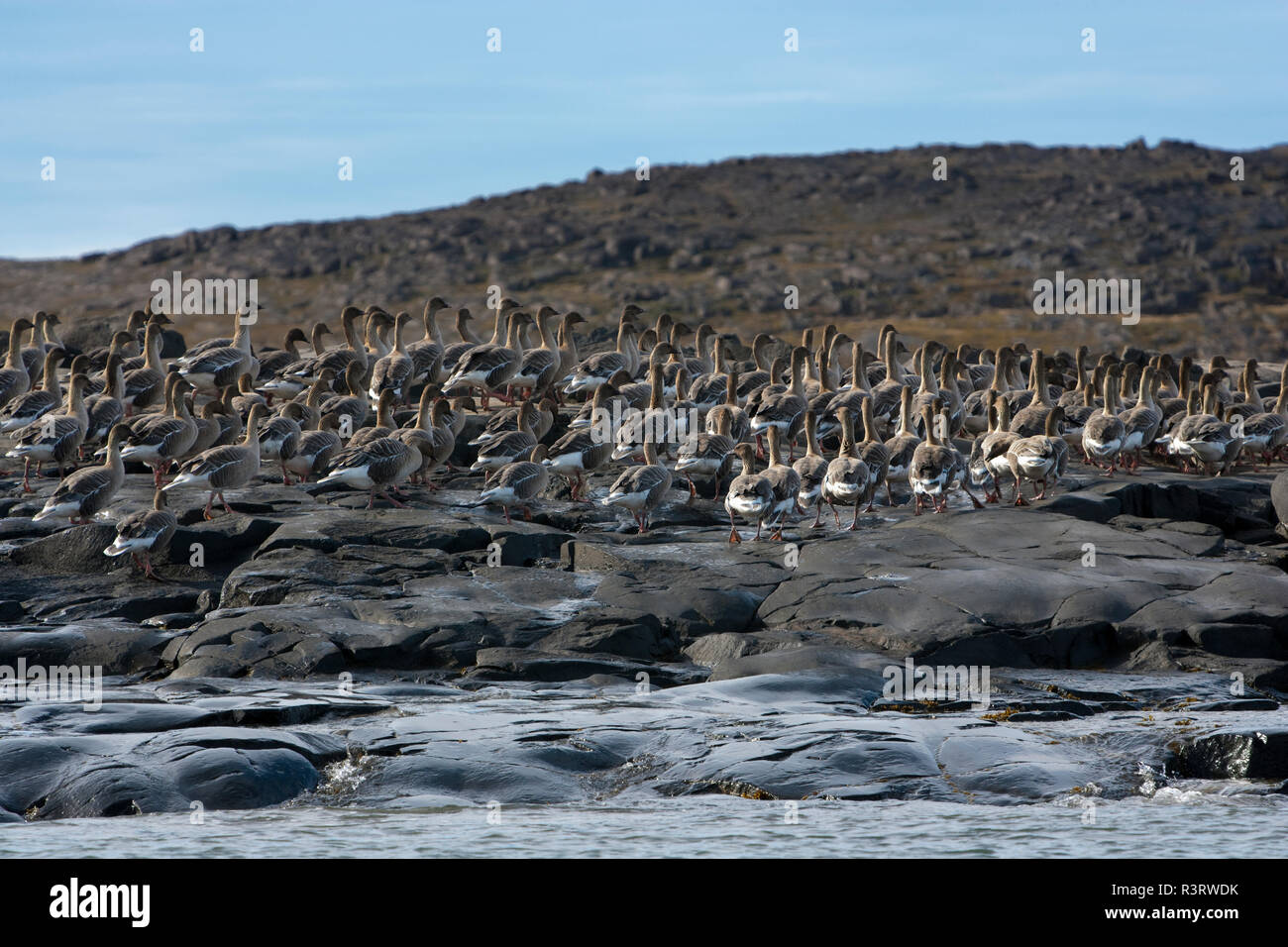 Greylag geese, Svalbard, Norway Stock Photo - Alamy