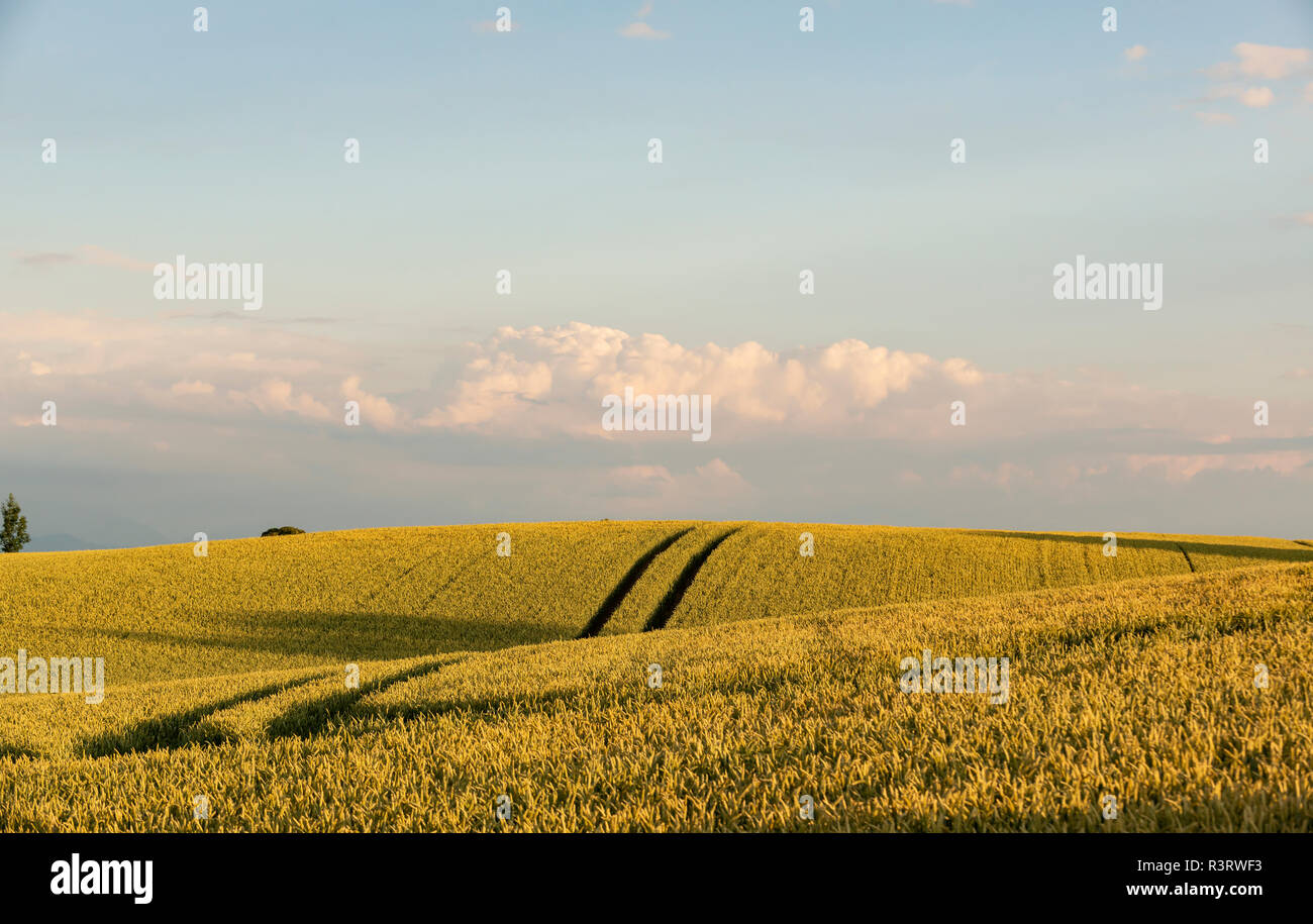 Getreidefelder hi-res stock photography and images - Alamy