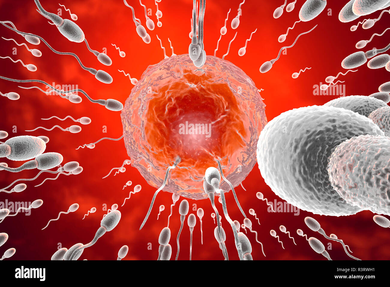 Insemination, 3D Rendering Stock Photo - Alamy