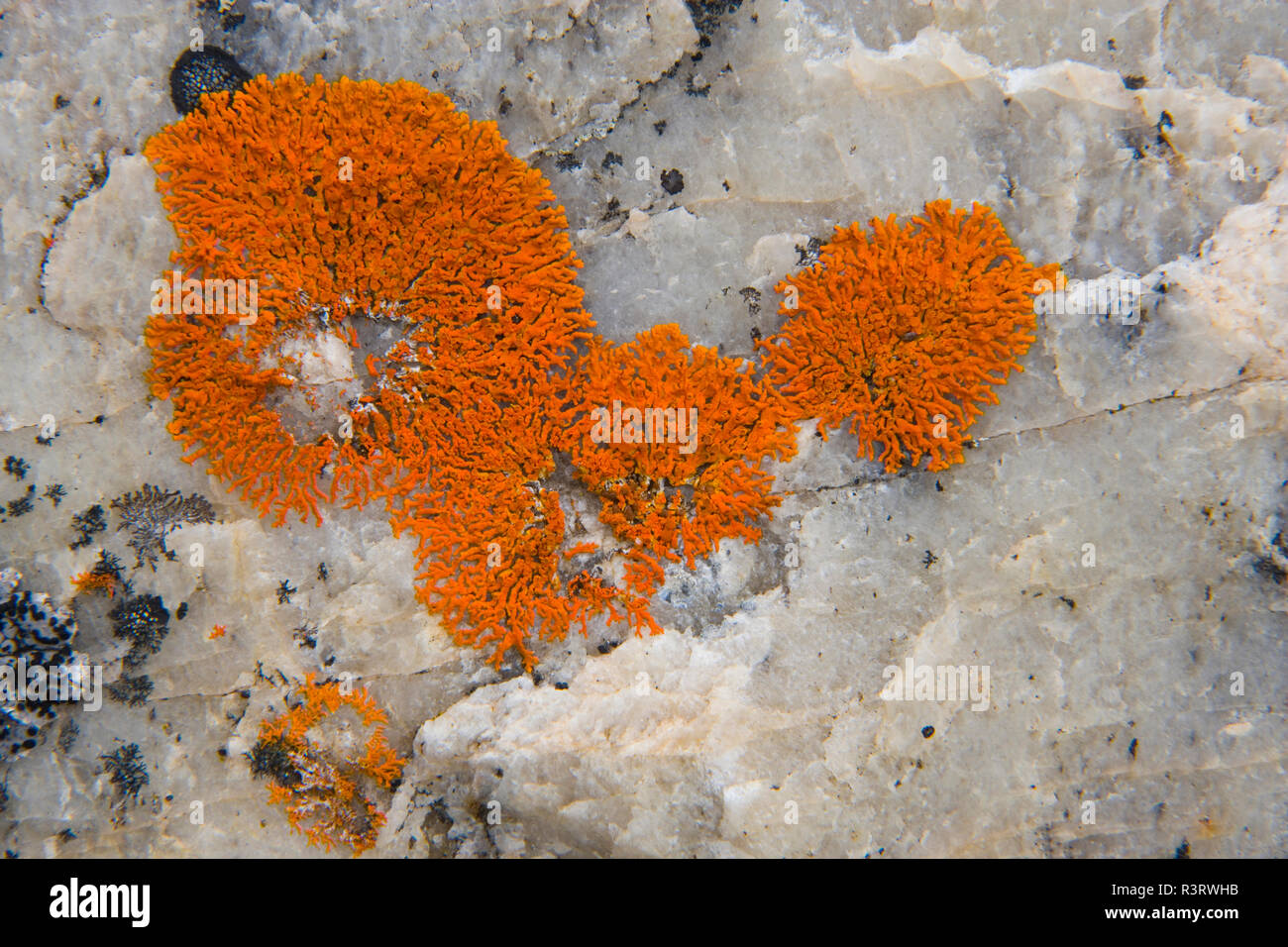 Rock lichen svalbard hi-res stock photography and images - Alamy
