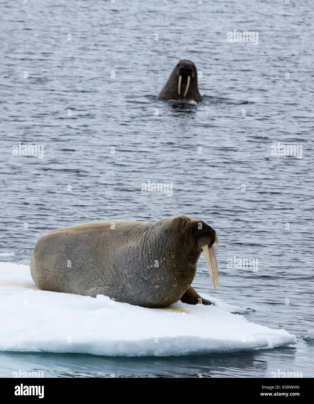 Walrus flipper hi-res stock photography and images - Alamy