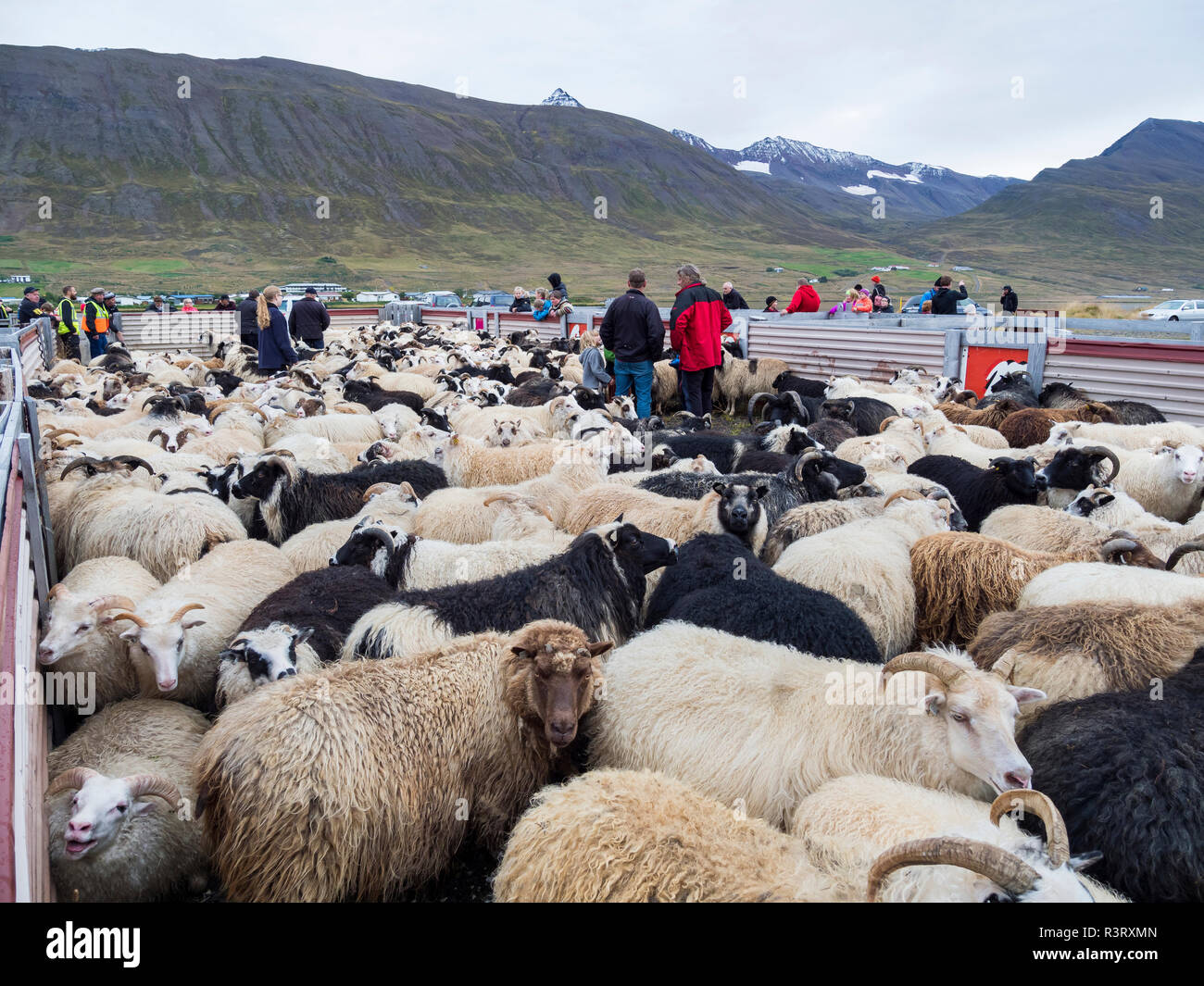 Separation of sheep after being driven down from the high pastures ...