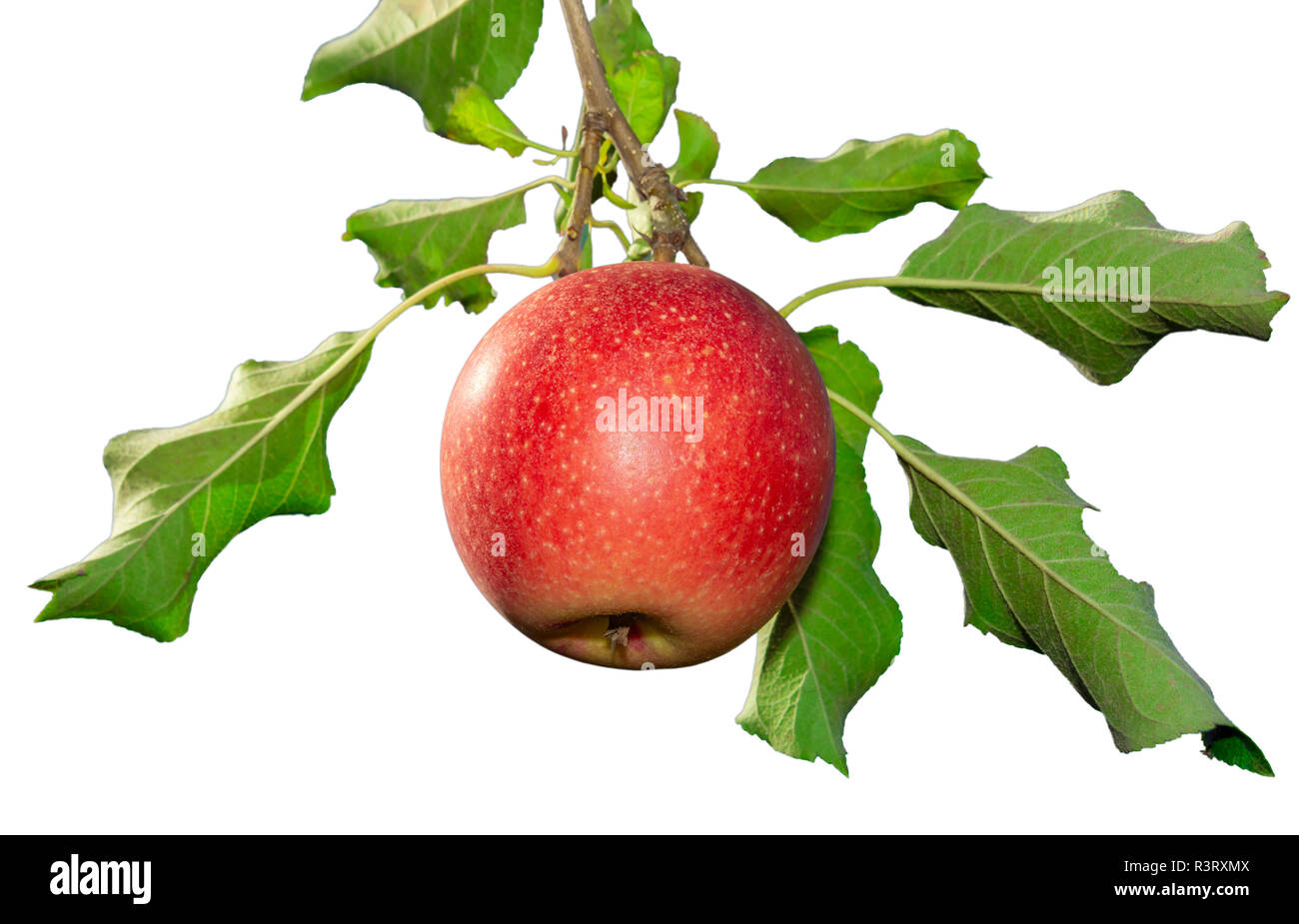 bunch of red apples on a branch with green leaves close-up isolate on a ...