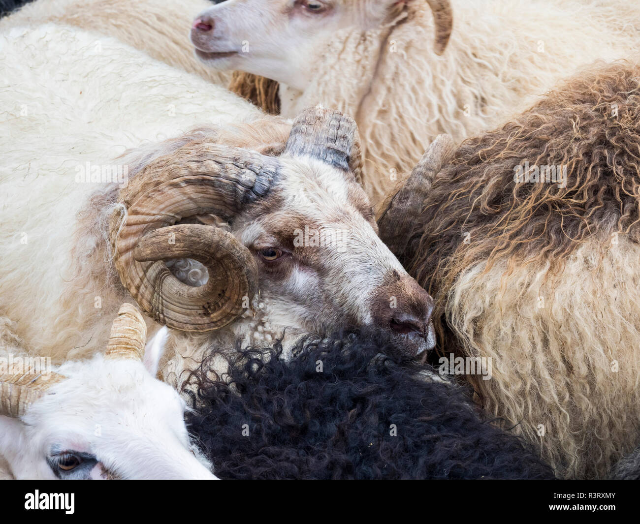 Separation of sheep after being driven down from the high pastures ...
