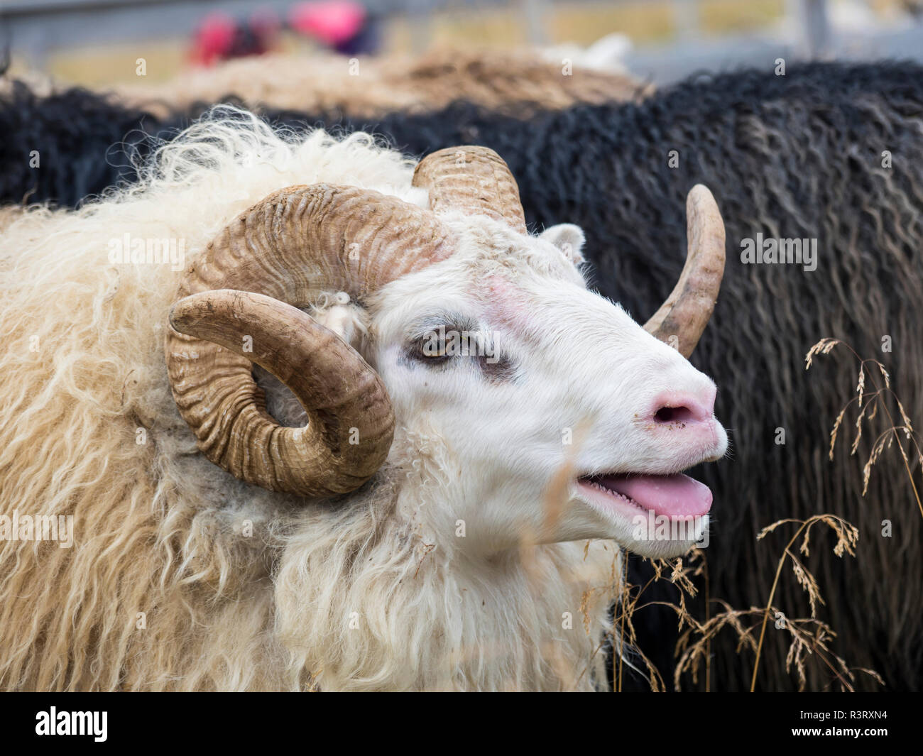 Separation of sheep after being driven down from the high pastures ...