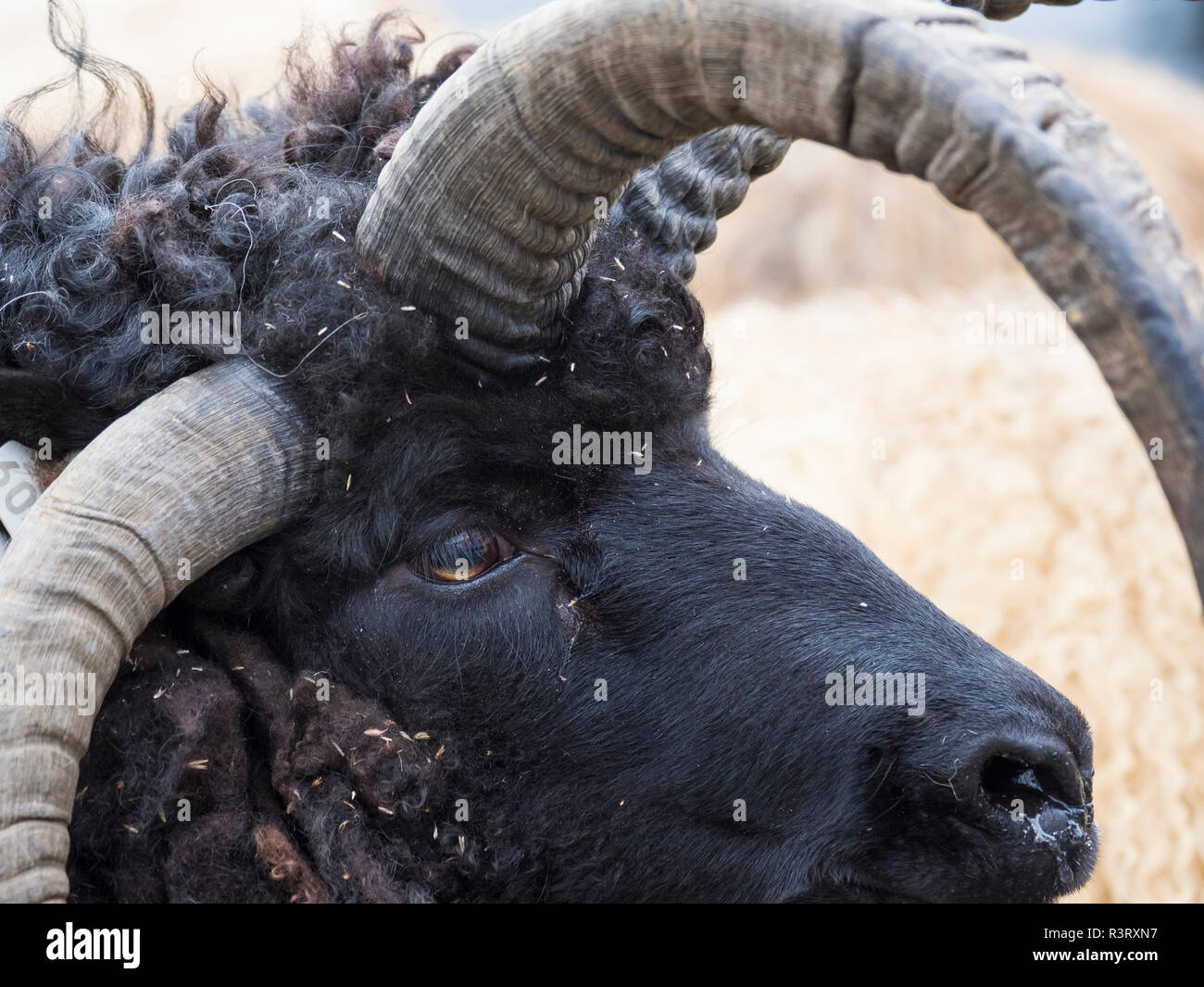 Famous for horned rams. Separation of sheep after being driven down ...