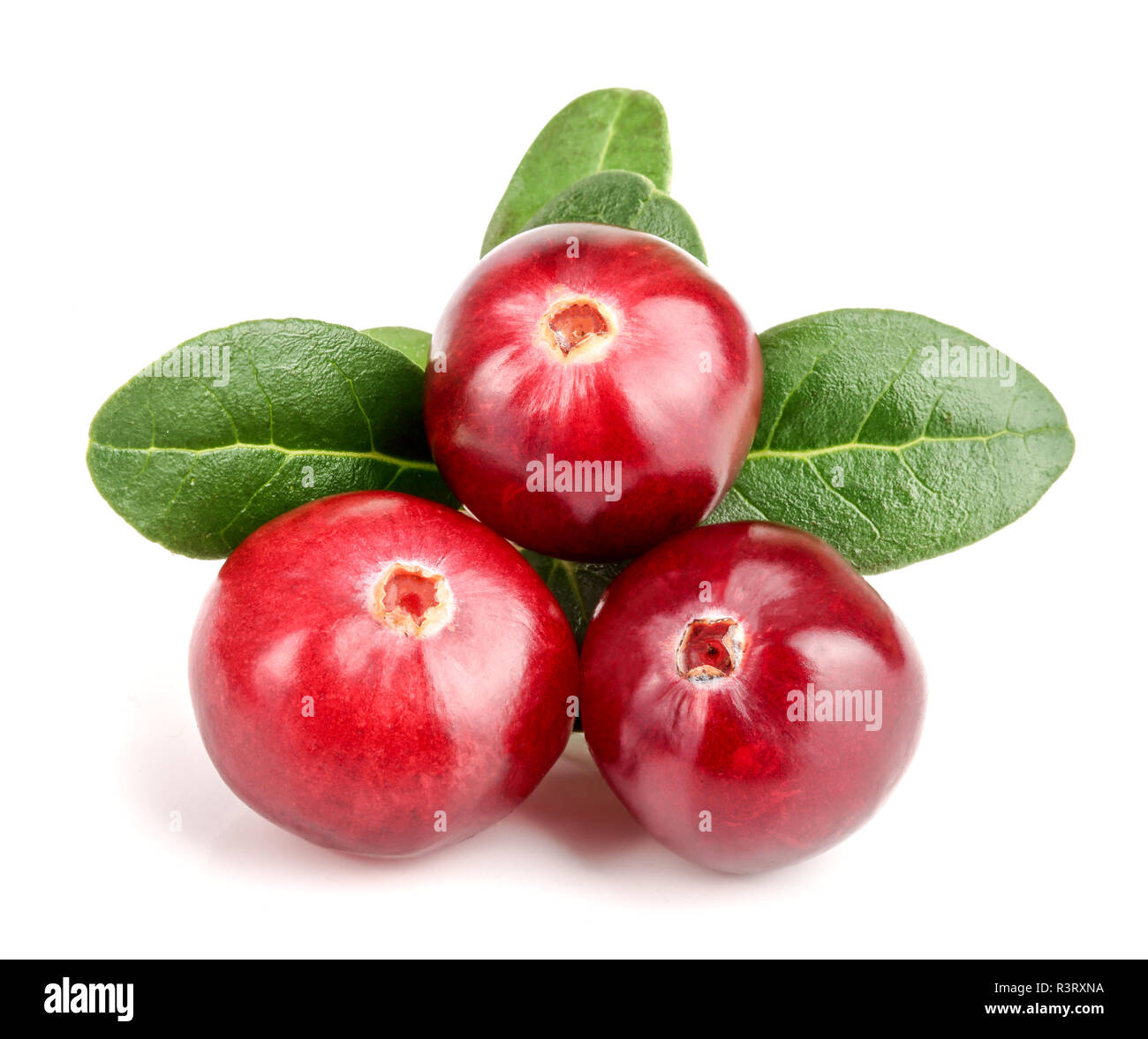 Cranberry with leaf isolated on white background closeup macro Stock ...