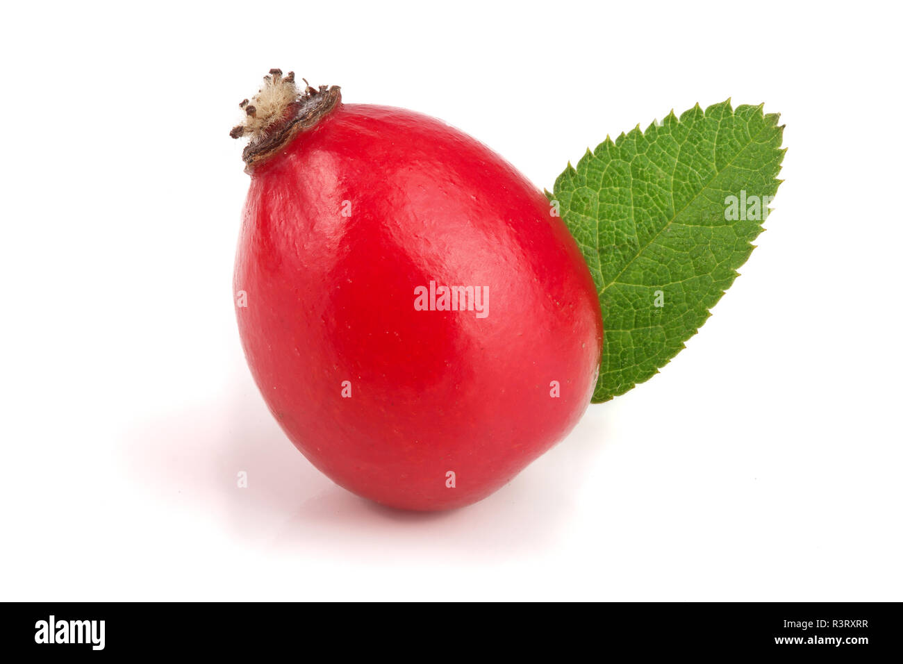 rose hip berry with leaves isolated on white background macro Stock ...