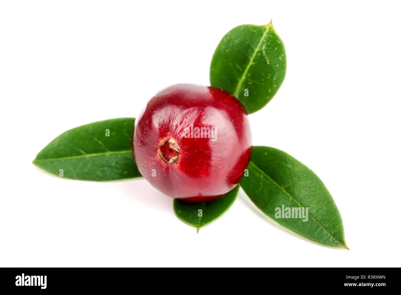 Cranberry with leaf isolated on white background closeup macro Stock ...