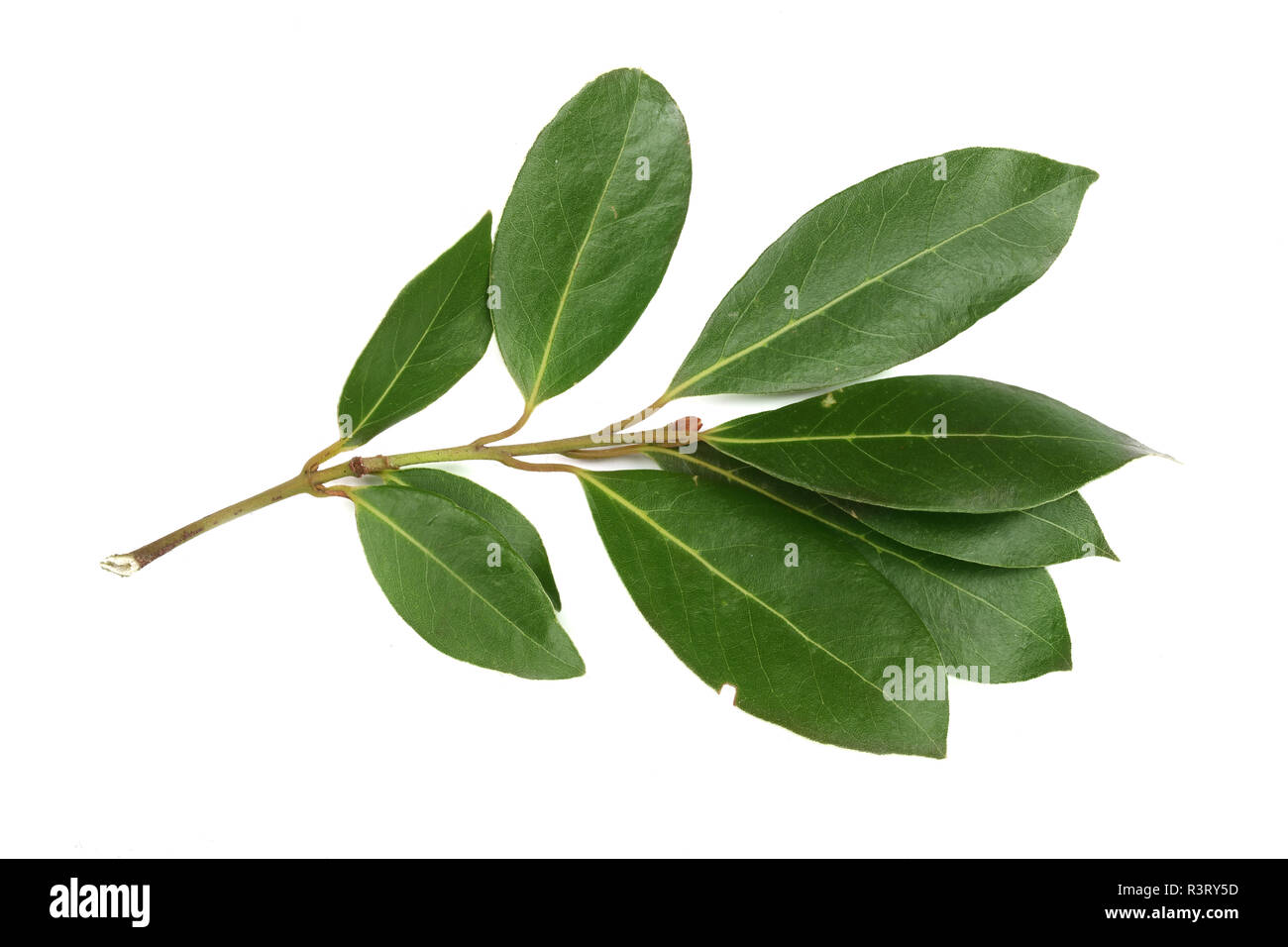 A branch of laurel isolated on white background. Fresh bay leaves. Top ...