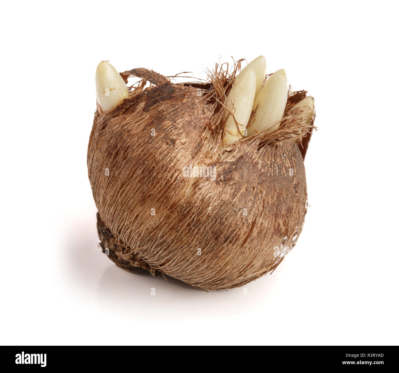 crocus bulb isolated on white background macro Stock Photo - Alamy