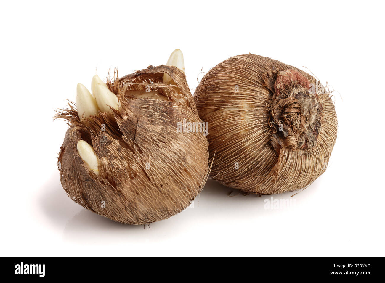 crocus bulb isolated on white background macro Stock Photo - Alamy