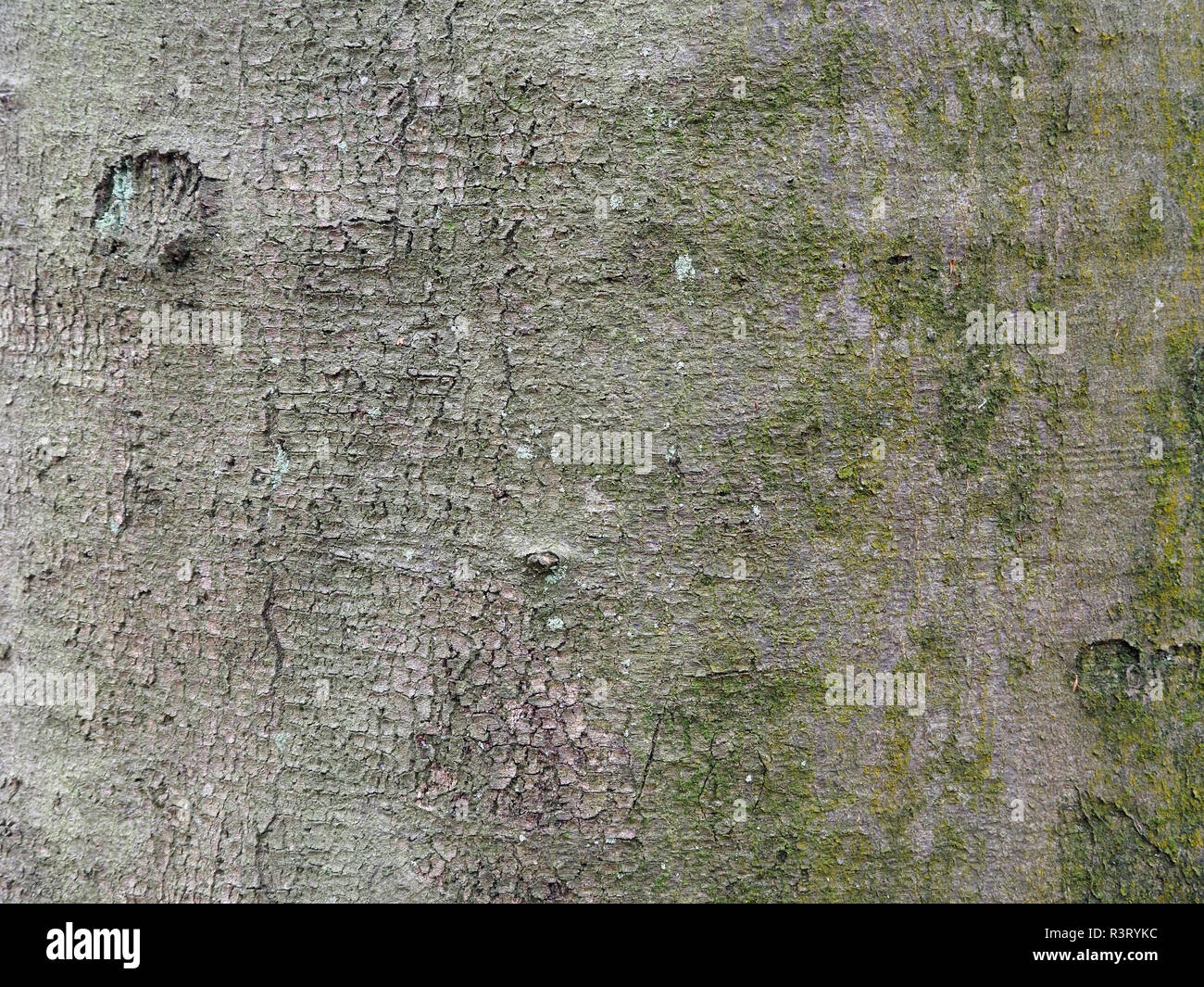 Common beech tree, Fagus sylvatica, close up of bark, Warwickshire ...