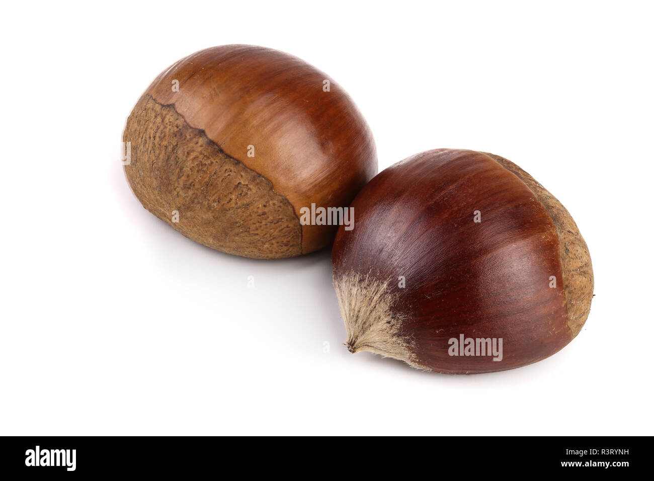fresh edible chestnut isolated on white background Stock Photo - Alamy
