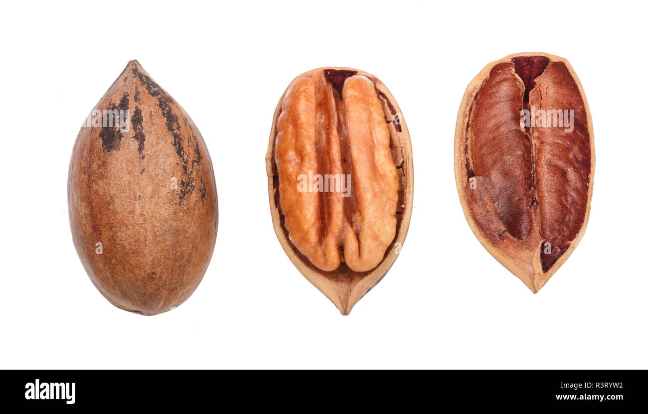 Single pecan nut isolated on white background, set of three different ...