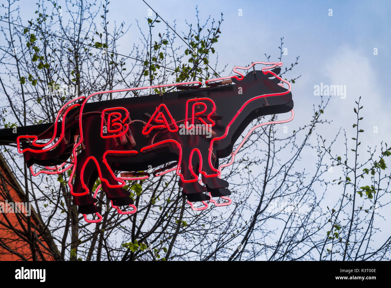 Ireland, Dublin, neon bar sign in the shape of a cow Stock Photo - Alamy