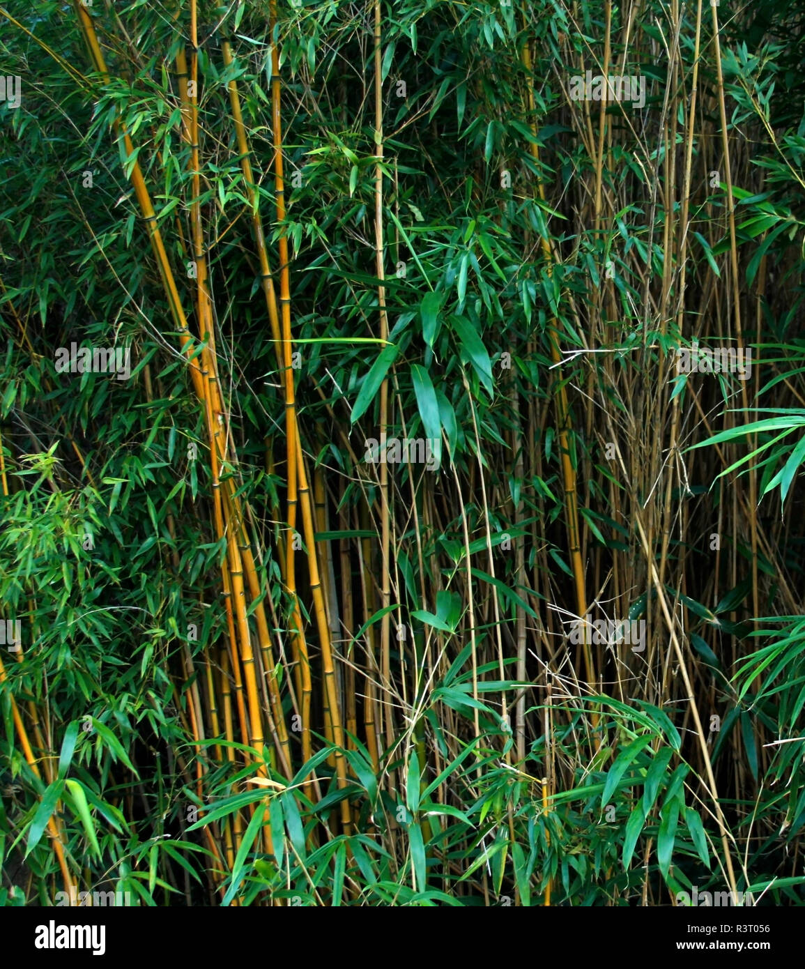 Bamboo stalks in tropical forest Stock Photo - Alamy
