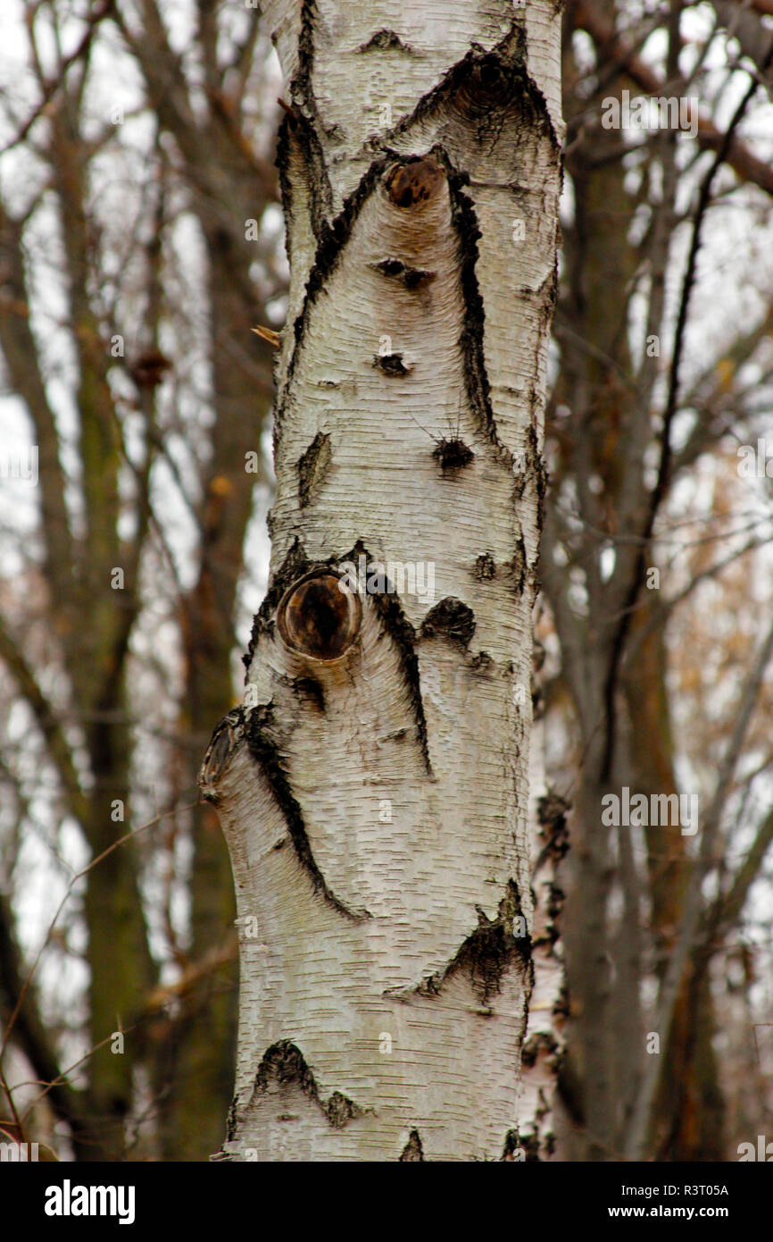 Birch wood tree close up composition Stock Photo - Alamy