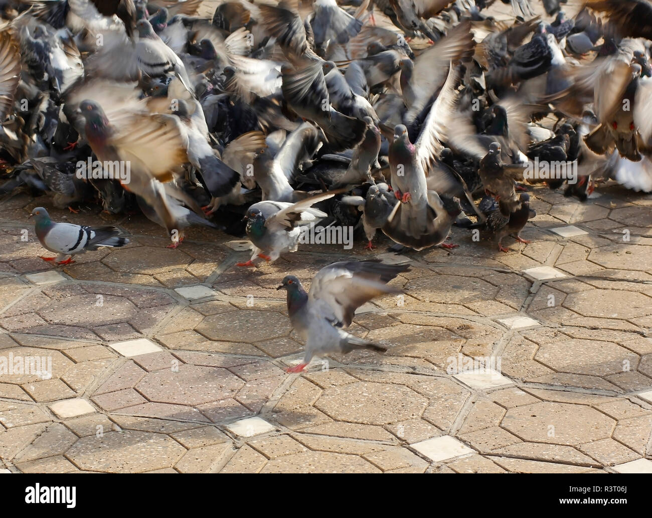 Group of pigeons feeding, fighting and flying in chaos Stock Photo - Alamy