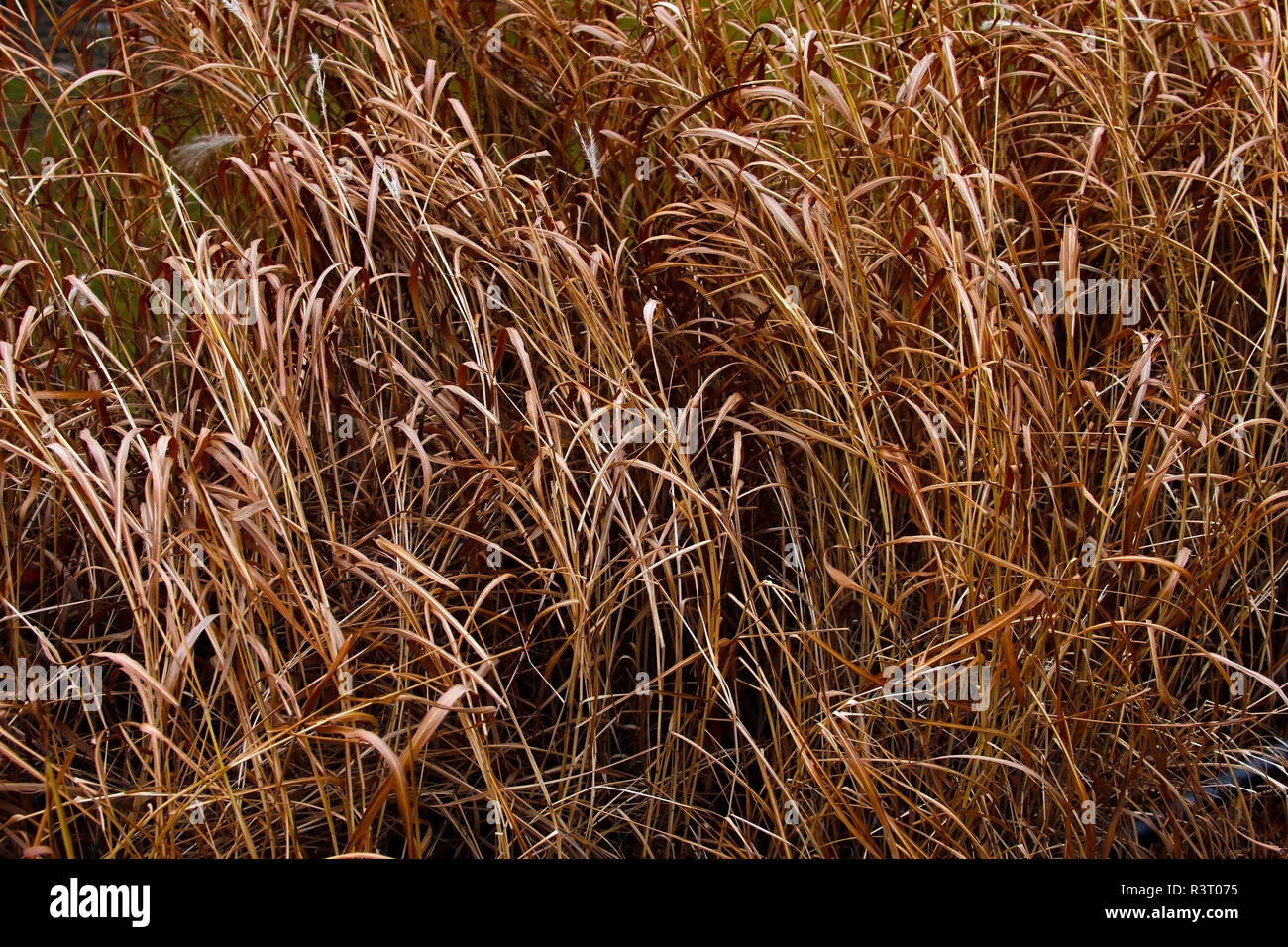 Long dry grass, hay as background, texture for design Stock Photo - Alamy