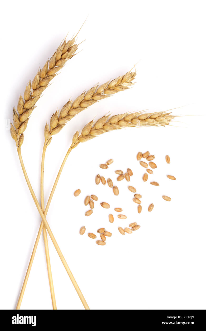 grain and ears of wheat isolated on white background. Top view Stock ...