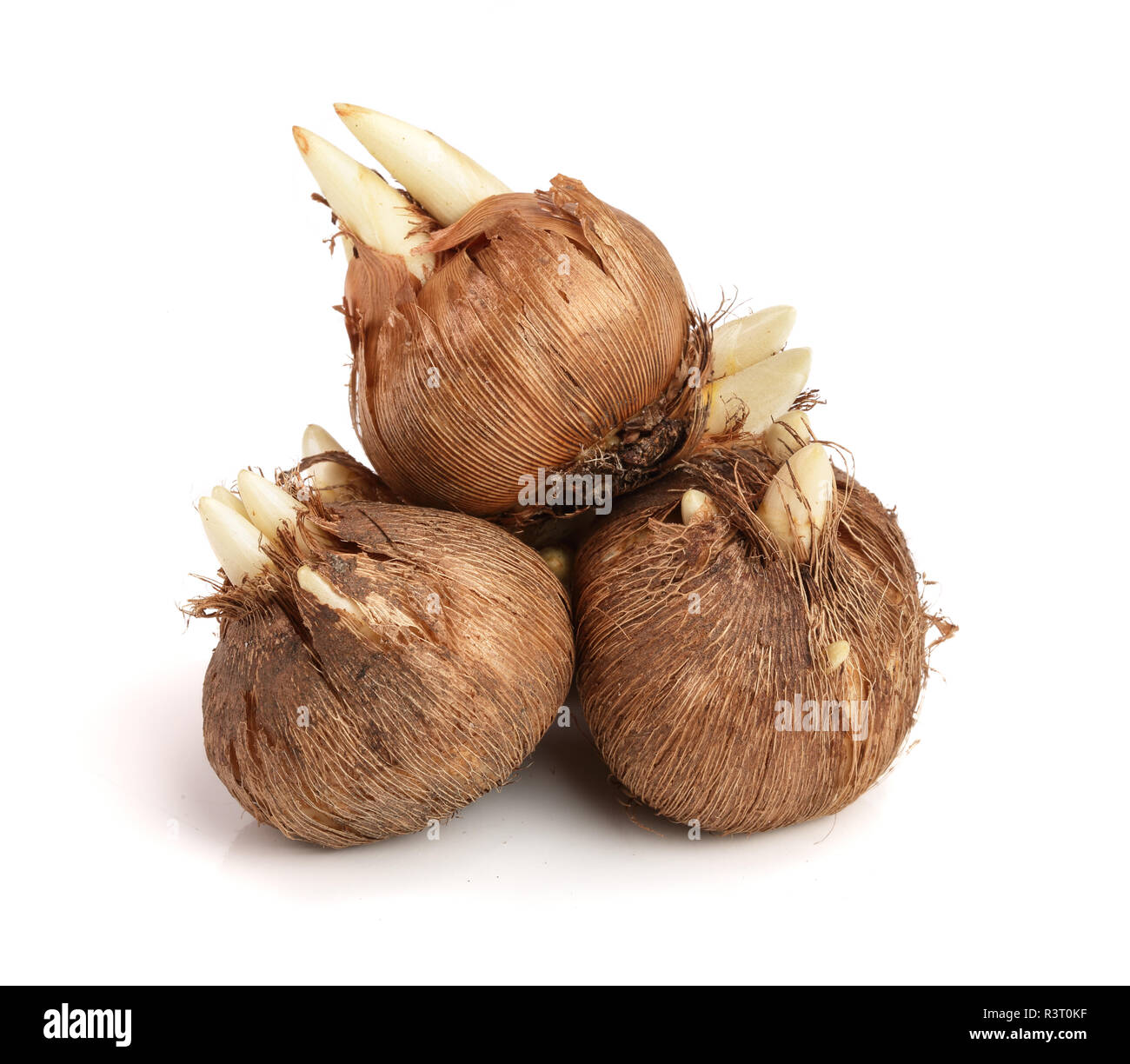 Bulbous with roots hi-res stock photography and images - Alamy