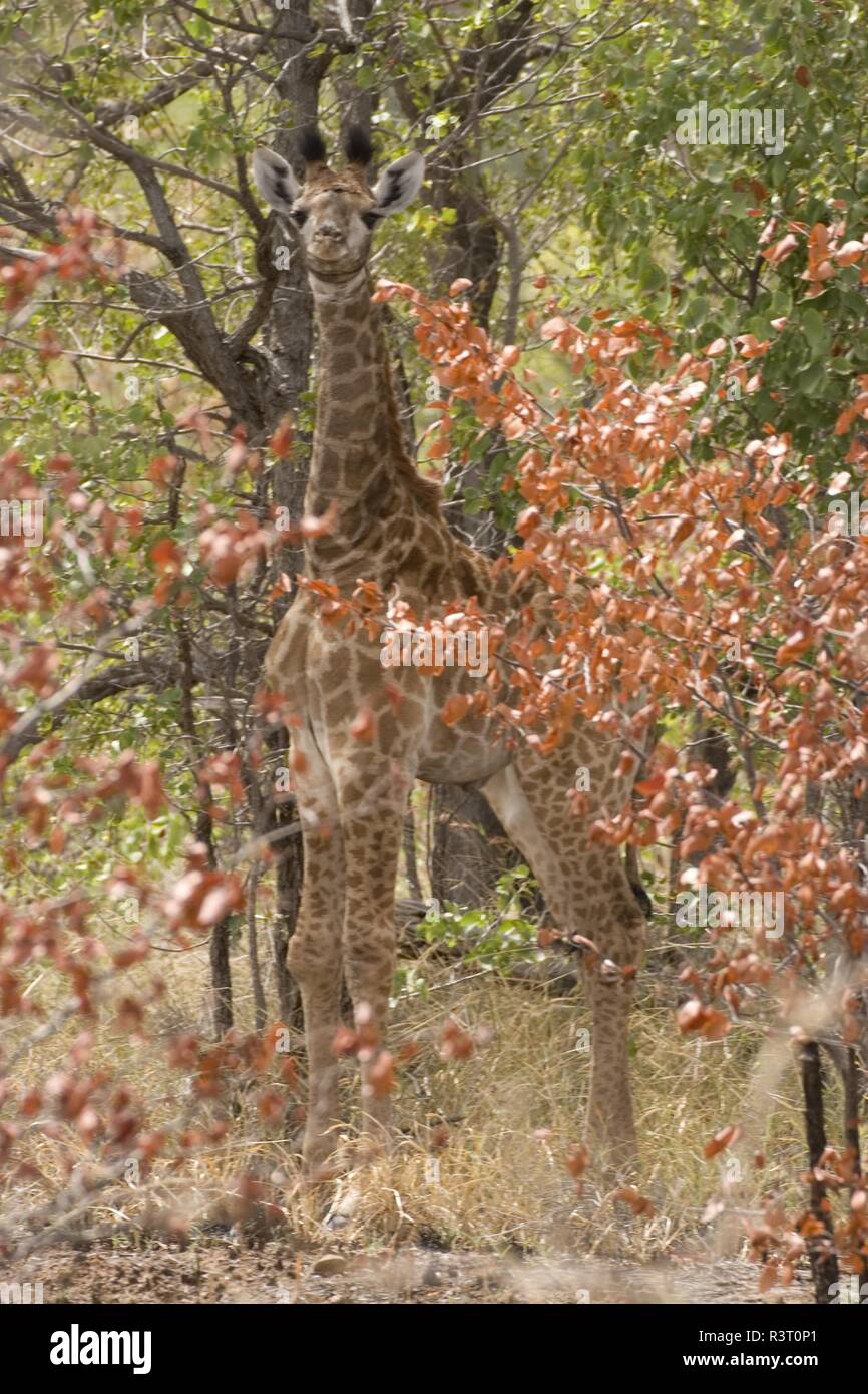 Giraffe kruger national park hi-res stock photography and images - Alamy