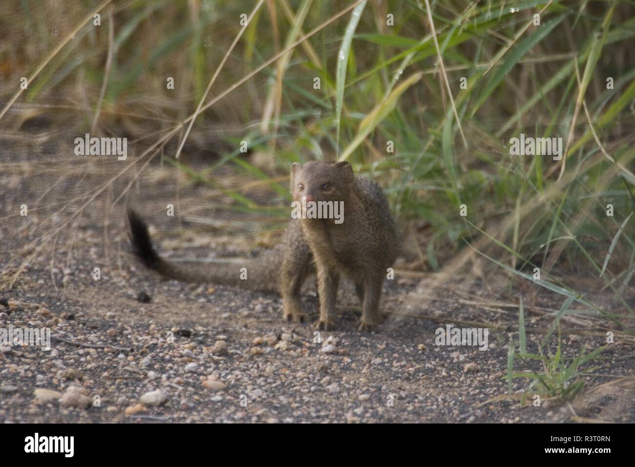 Black tailed mongoose hi-res stock photography and images - Alamy