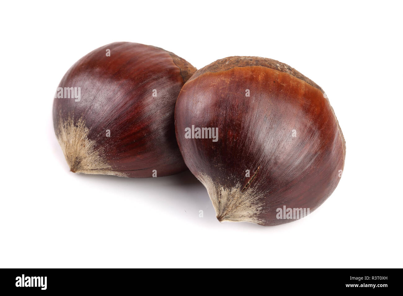 fresh edible chestnut isolated on white background Stock Photo - Alamy