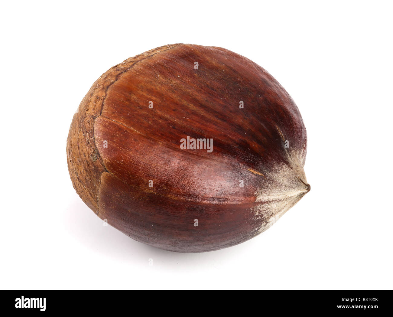 fresh edible chestnut isolated on white background Stock Photo - Alamy