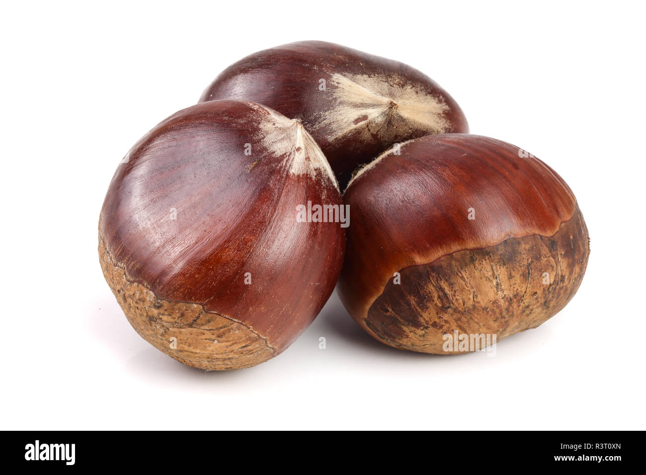 fresh edible chestnut isolated on white background Stock Photo - Alamy