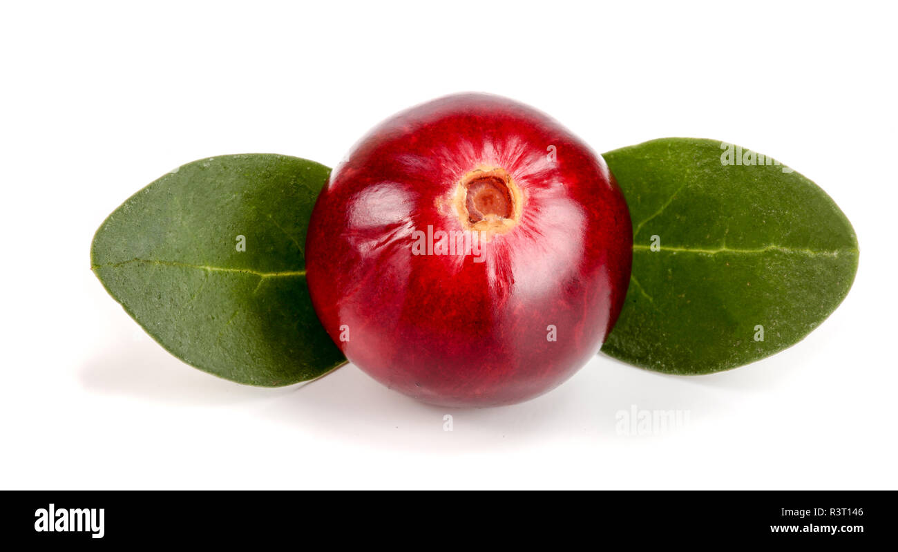 Cranberry with leaf isolated on white background closeup macro Stock ...