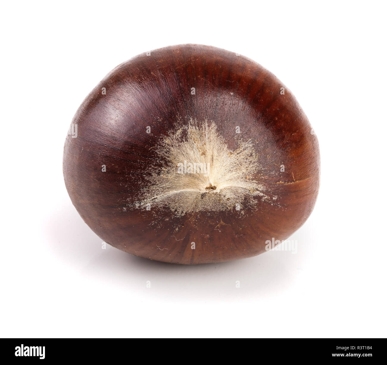 fresh edible chestnut isolated on white background Stock Photo - Alamy
