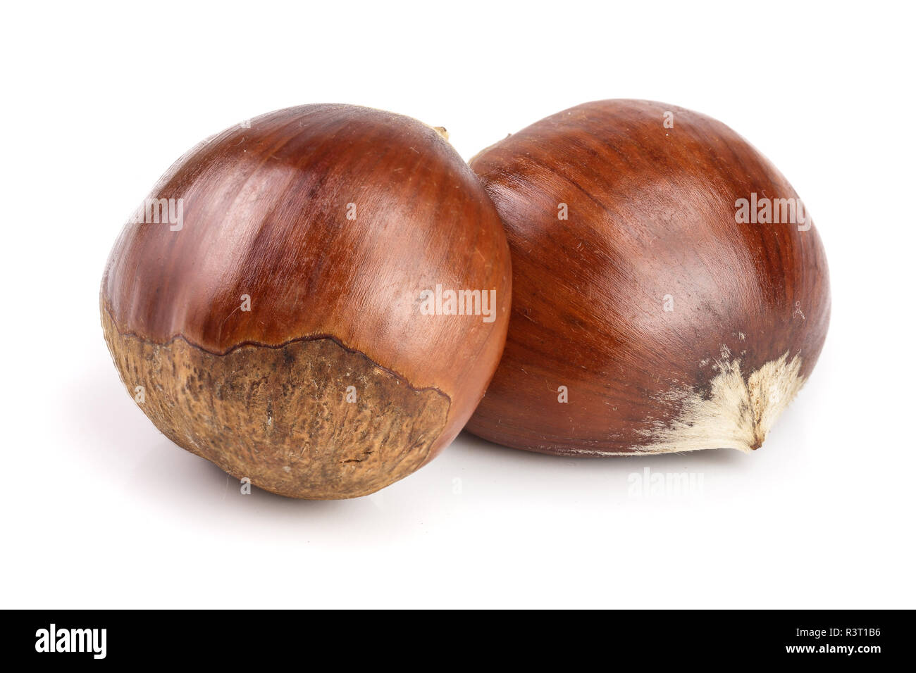 fresh edible chestnut isolated on white background Stock Photo - Alamy