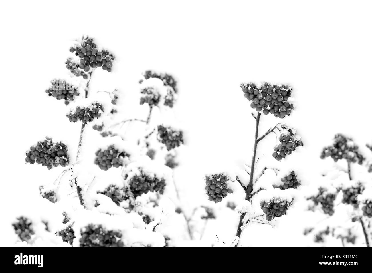 red ashberry branch covered with snow in winter at christmas or new ...