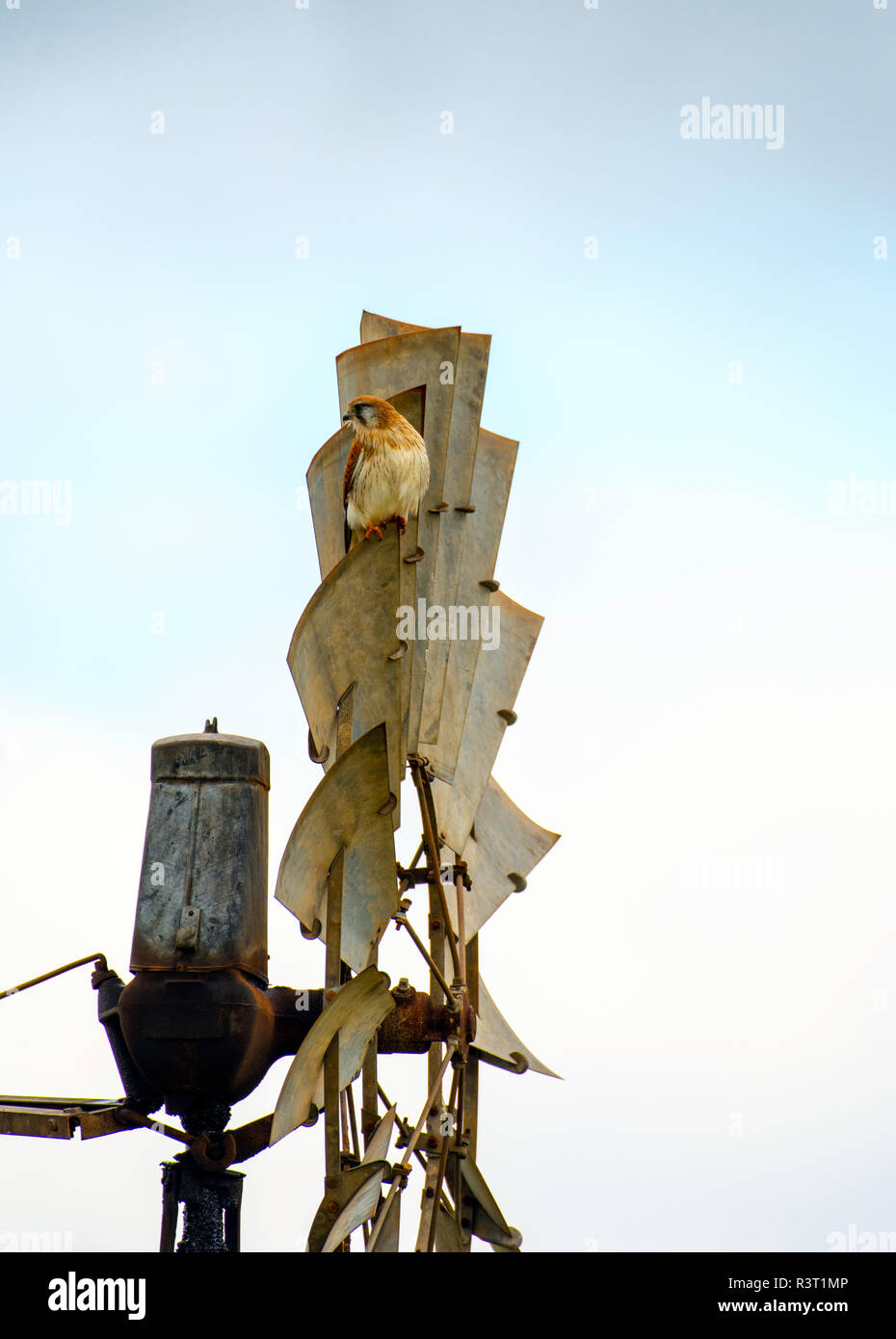 Southern cross windmill australia hi-res stock photography and images ...