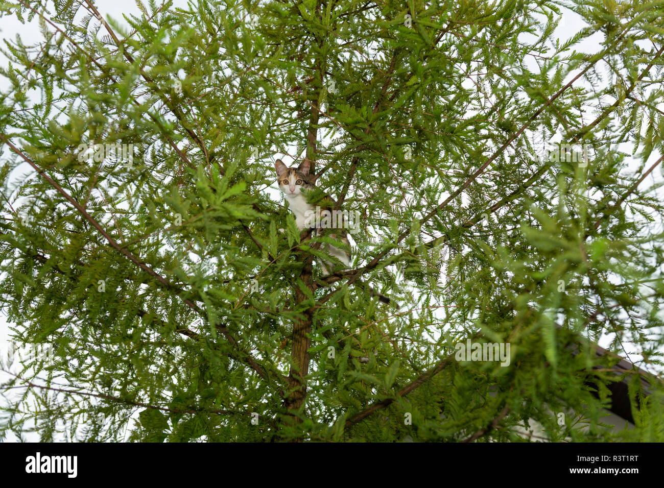 Children playing with kitten hi-res stock photography and images - Alamy