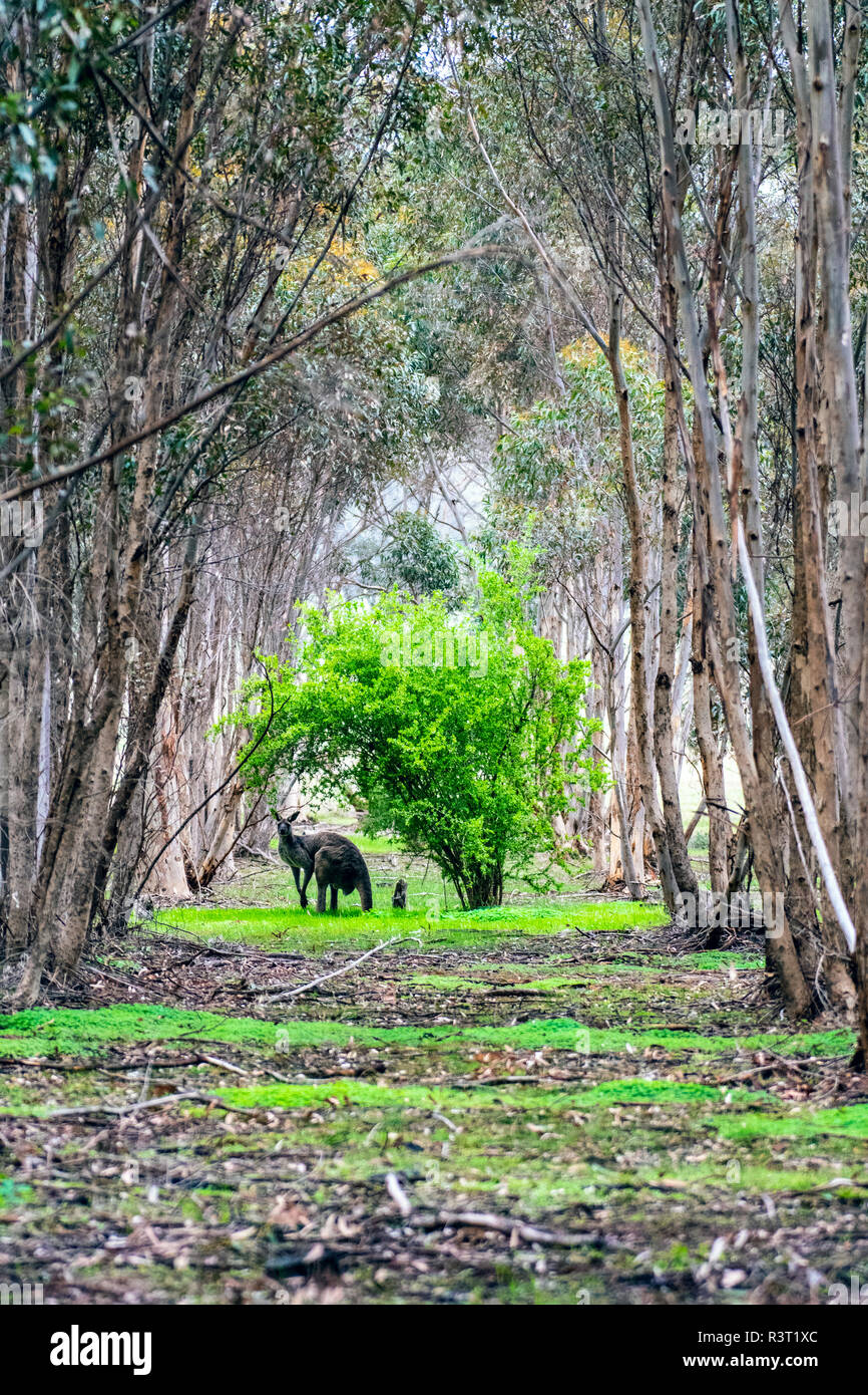 A huge male Kangaroo in a magical wood Stock Photo - Alamy