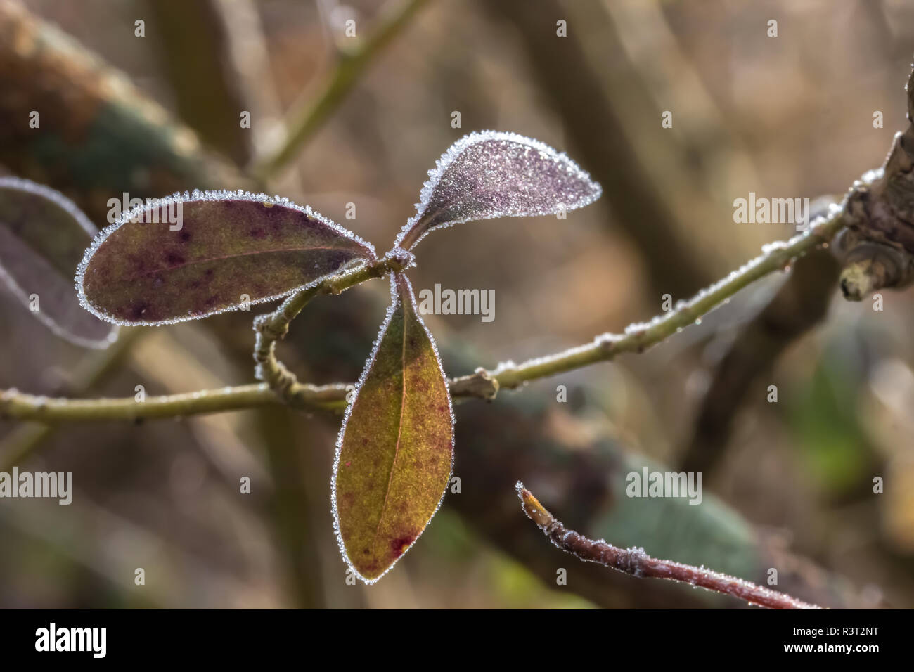 Frost hedge hi-res stock photography and images - Alamy