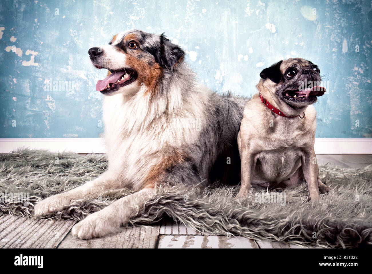 two dogs together Stock Photo - Alamy