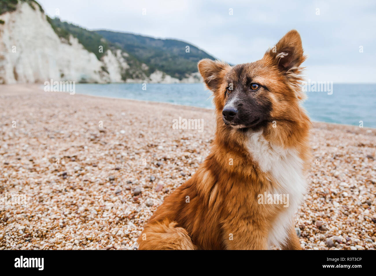Italy, Vieste, portrait of stray dog on Vignanotica Beach Stock Photo ...