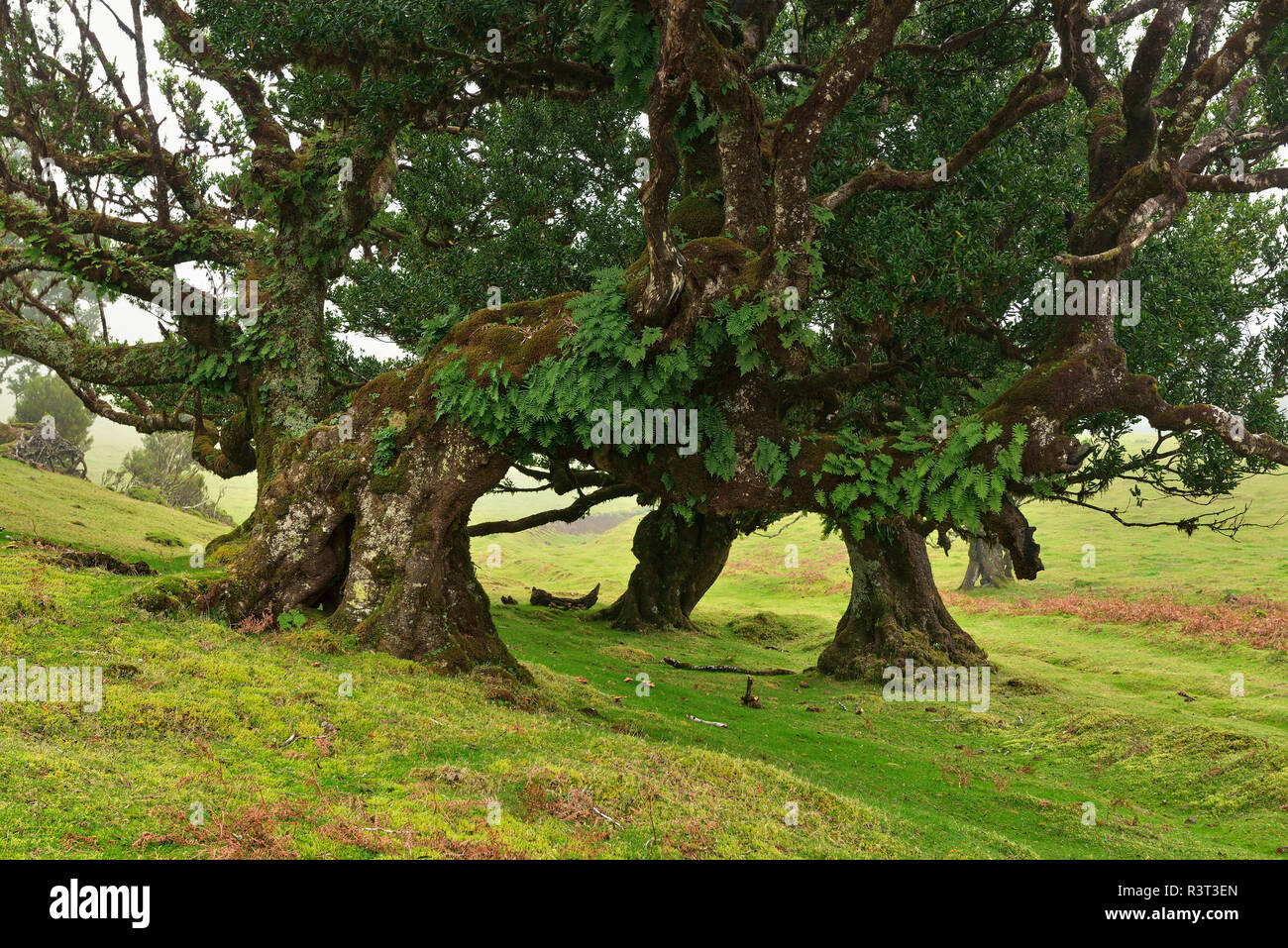 Fanal forest madeira hi-res stock photography and images - Alamy