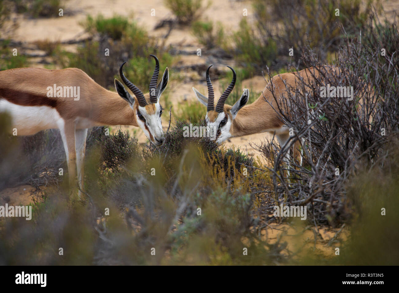 South Africa, Aquila Private Game Reserve, Springboks eating ...