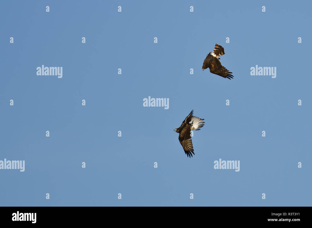 Male red tailed hawk hi-res stock photography and images - Alamy