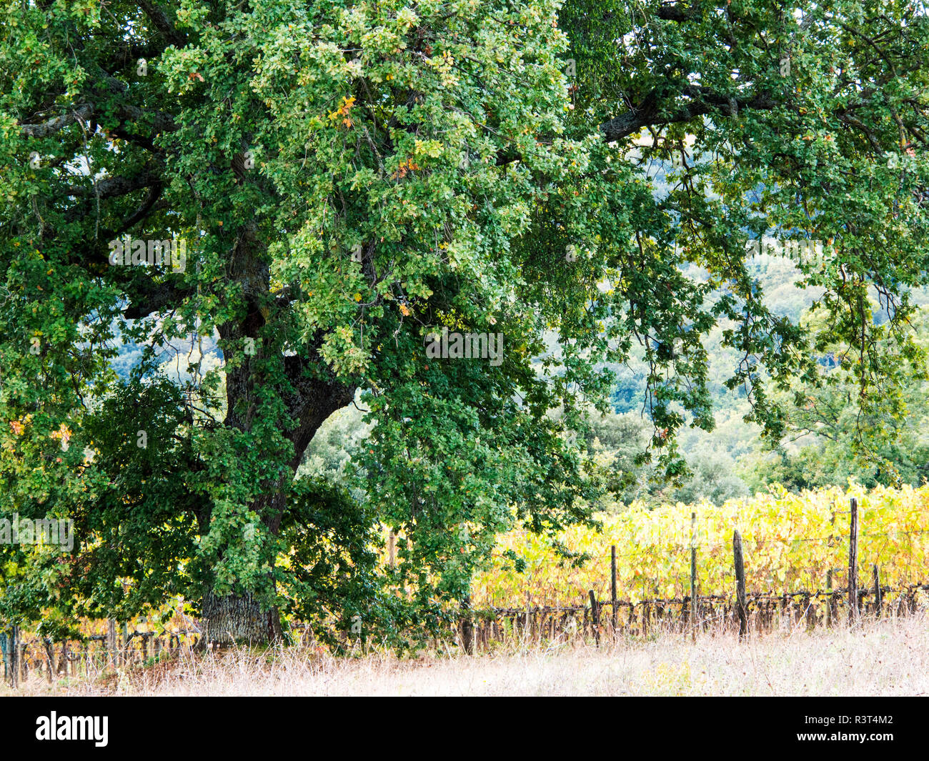 Tree of fertility italy hi-res stock photography and images - Alamy