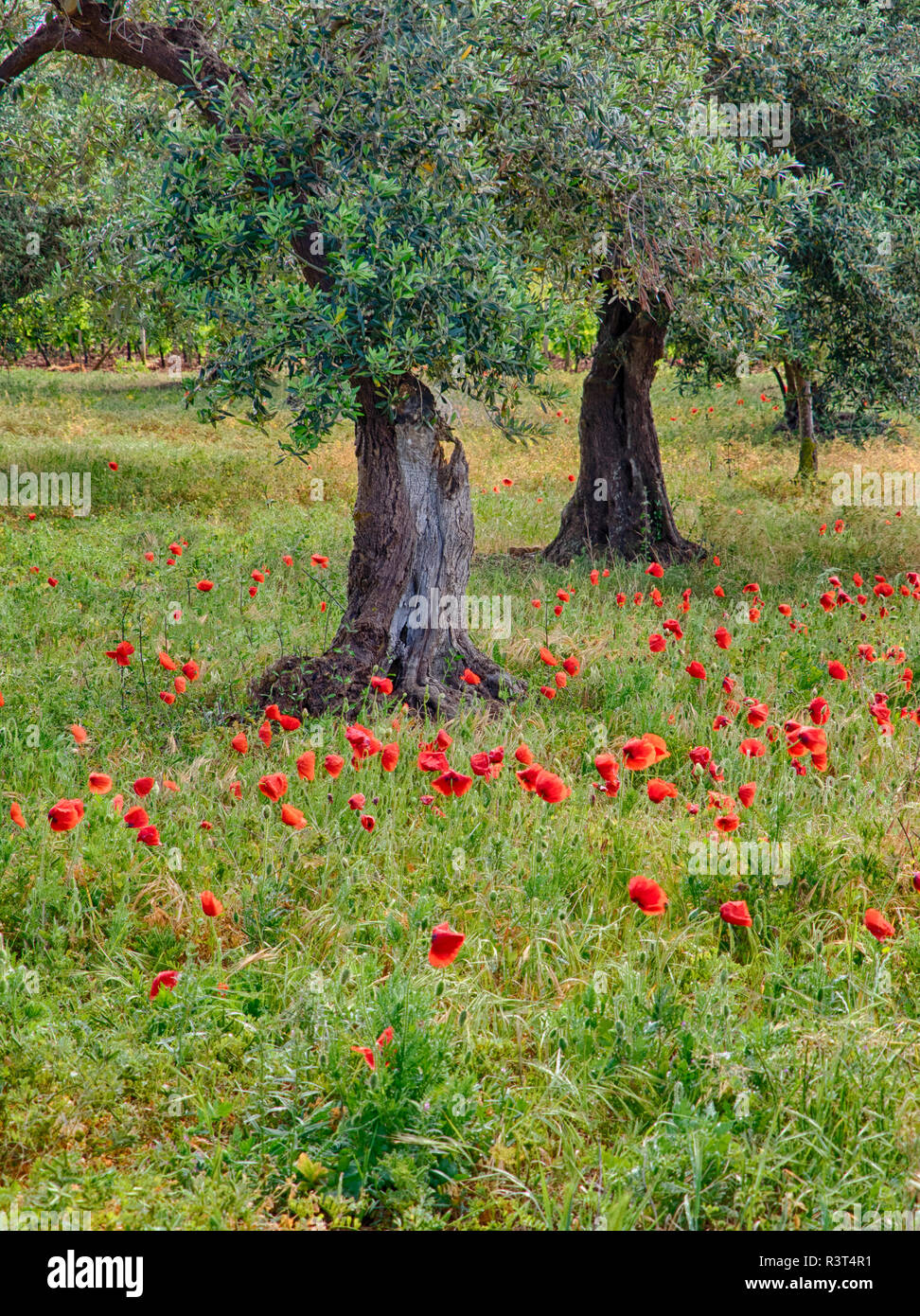Poppies, olive groves and vineyards in spring Stock Photo - Alamy